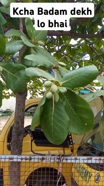 kcha badam - YouTube