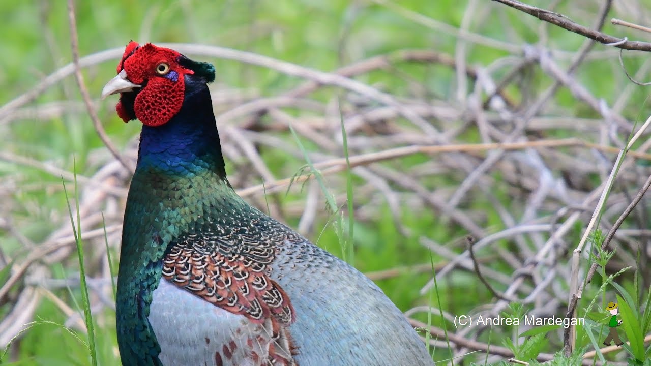 日本国鳥 キジ Fagiano verde Green pheasant Phasianus versicolor - YouTube