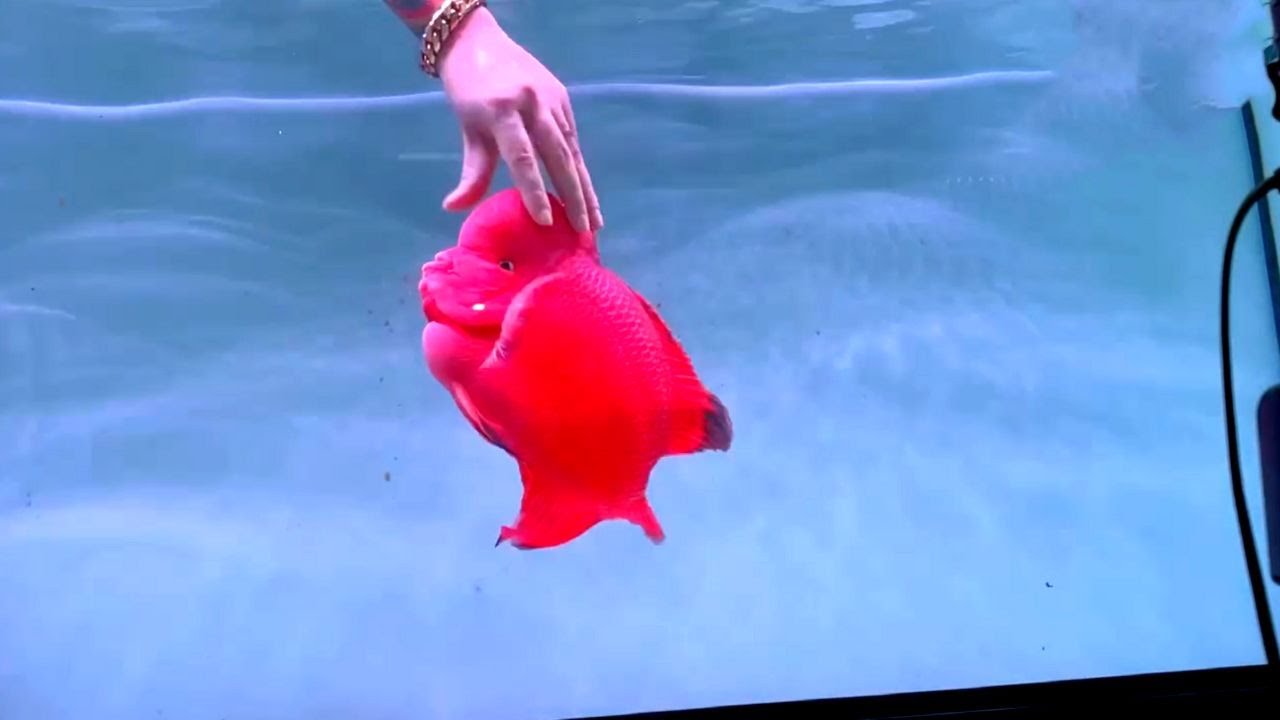 Best Training of Super Red Monkey Flowerhorn | Most Friendly Flowerhorn ...