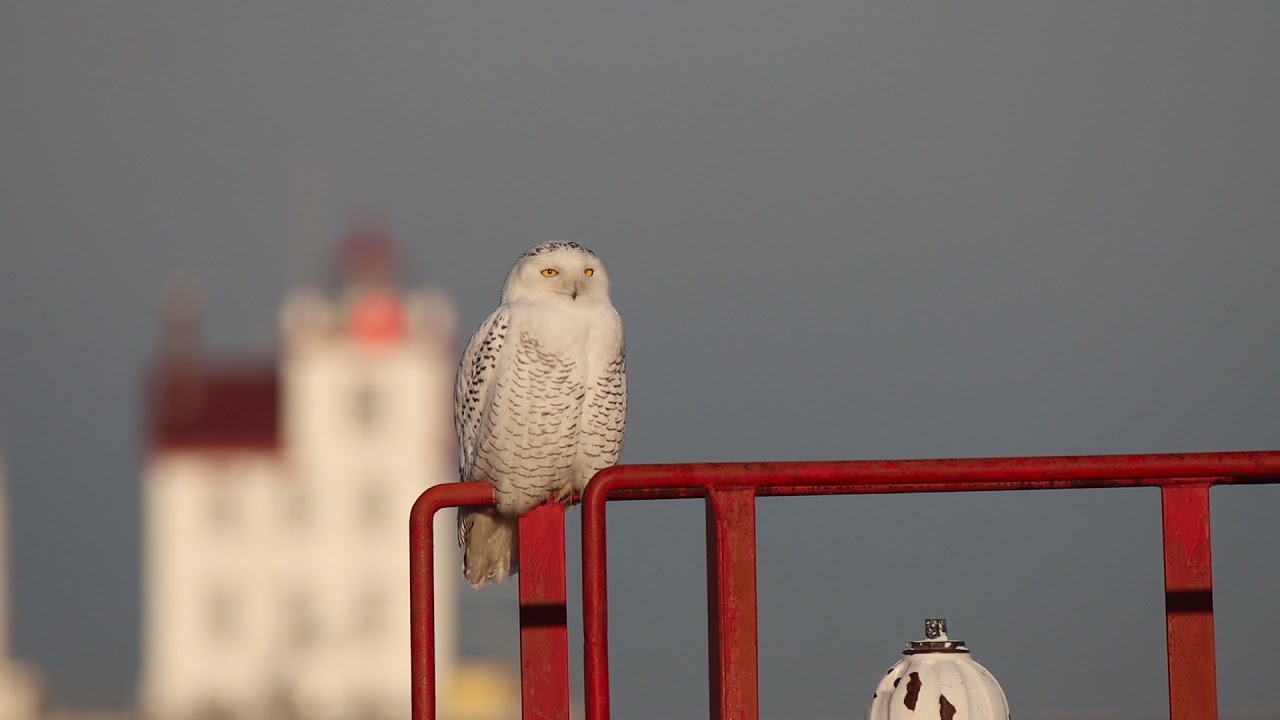 Snowy Owl-Lorain OH - YouTube