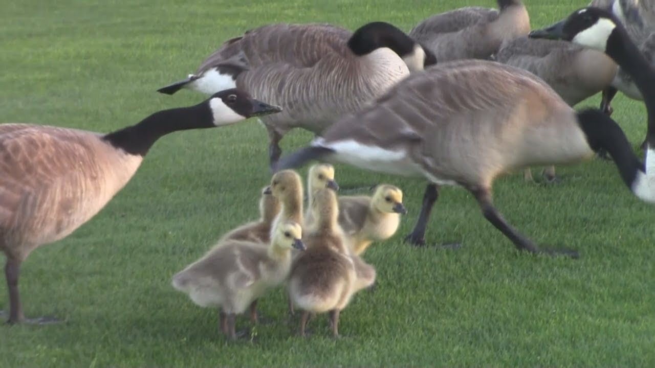 Capturing Wild Geese for Relocation - Stone Bridge Golf Course - West ...