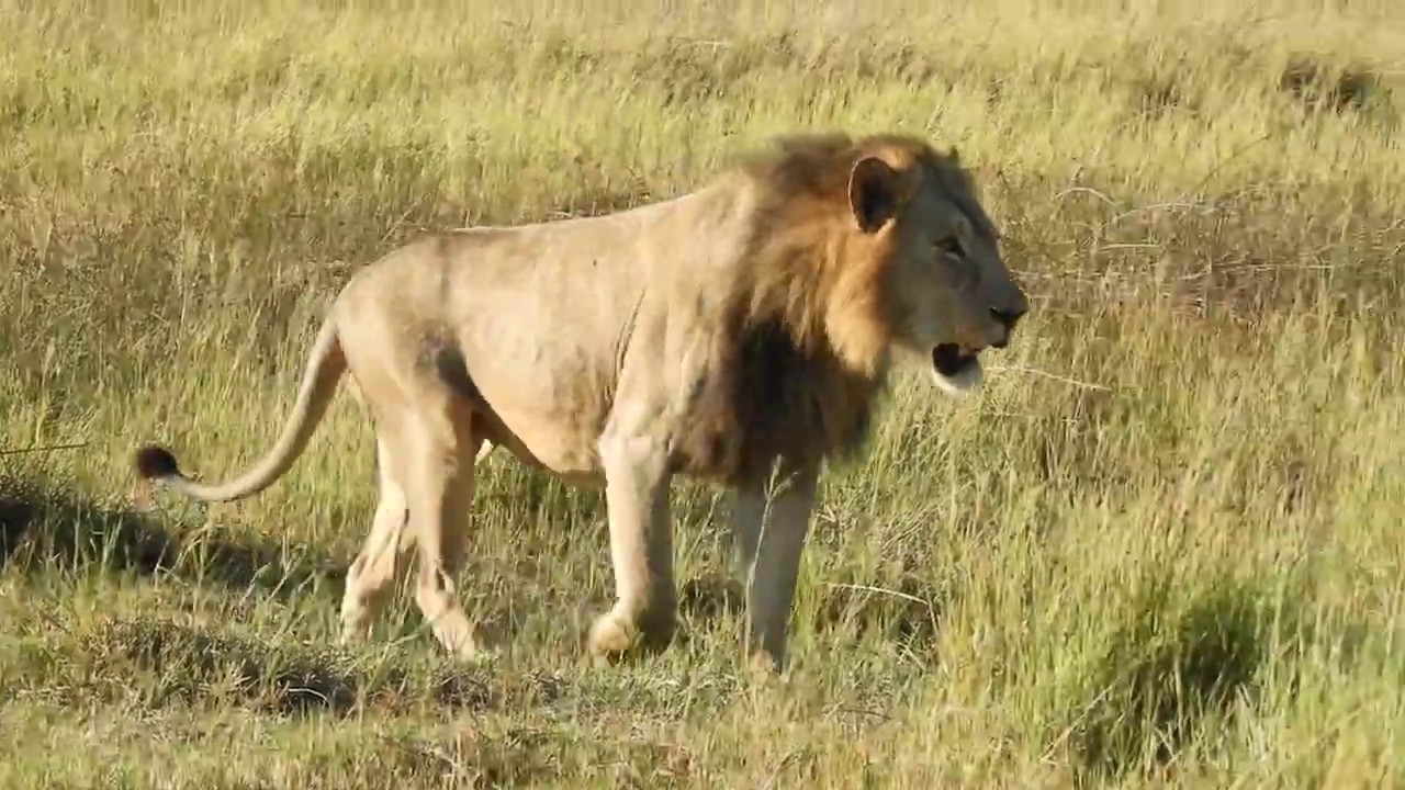 Cat Walk - Lion trot! Botswana 17 2019 Khwai 6 - YouTube