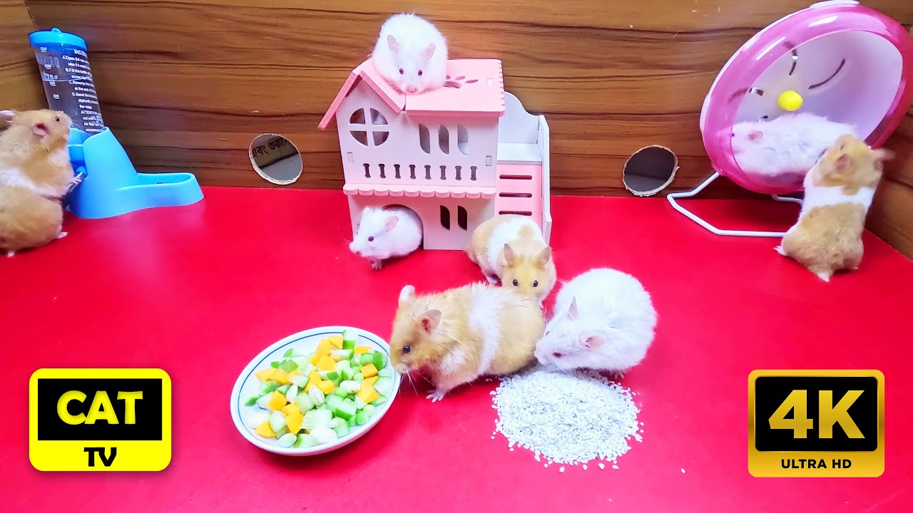 Cat tv for cats to watch 😸10 hours 4k video 🎬 Cat TV | No Ads 🐹 Hamster ...