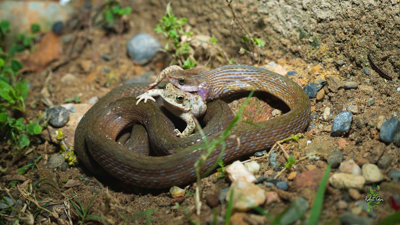 Himalayan Mountain Keelback Preying Toad | Rescue | Pokhara | Nepal ...