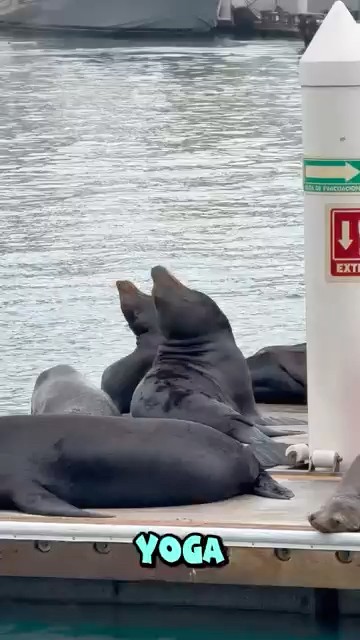 Advanced seal yoga - YouTube