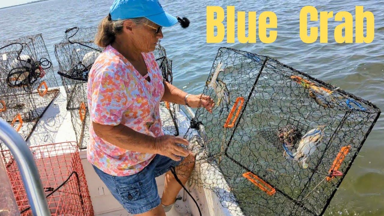 Catching Blue Crabs In 100 Degree Heat - YouTube