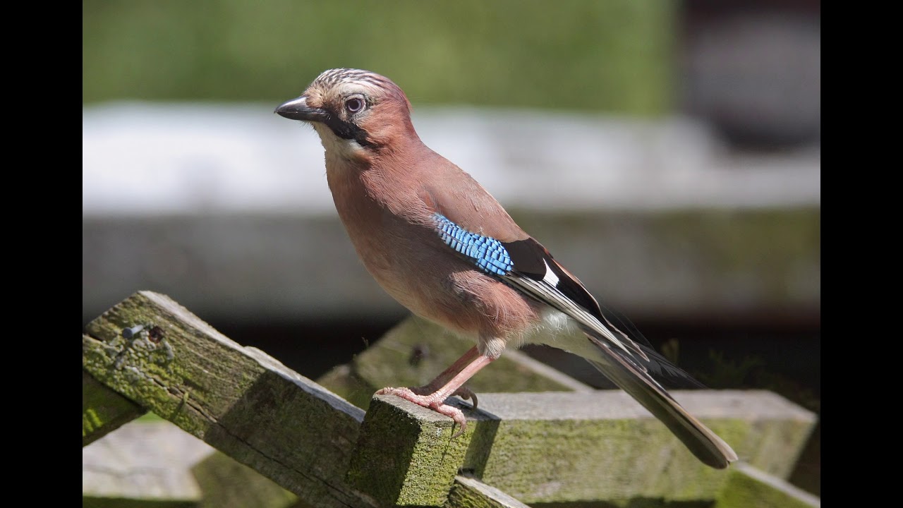 Zvieratko mesiaca - sojka škriekavá - YouTube