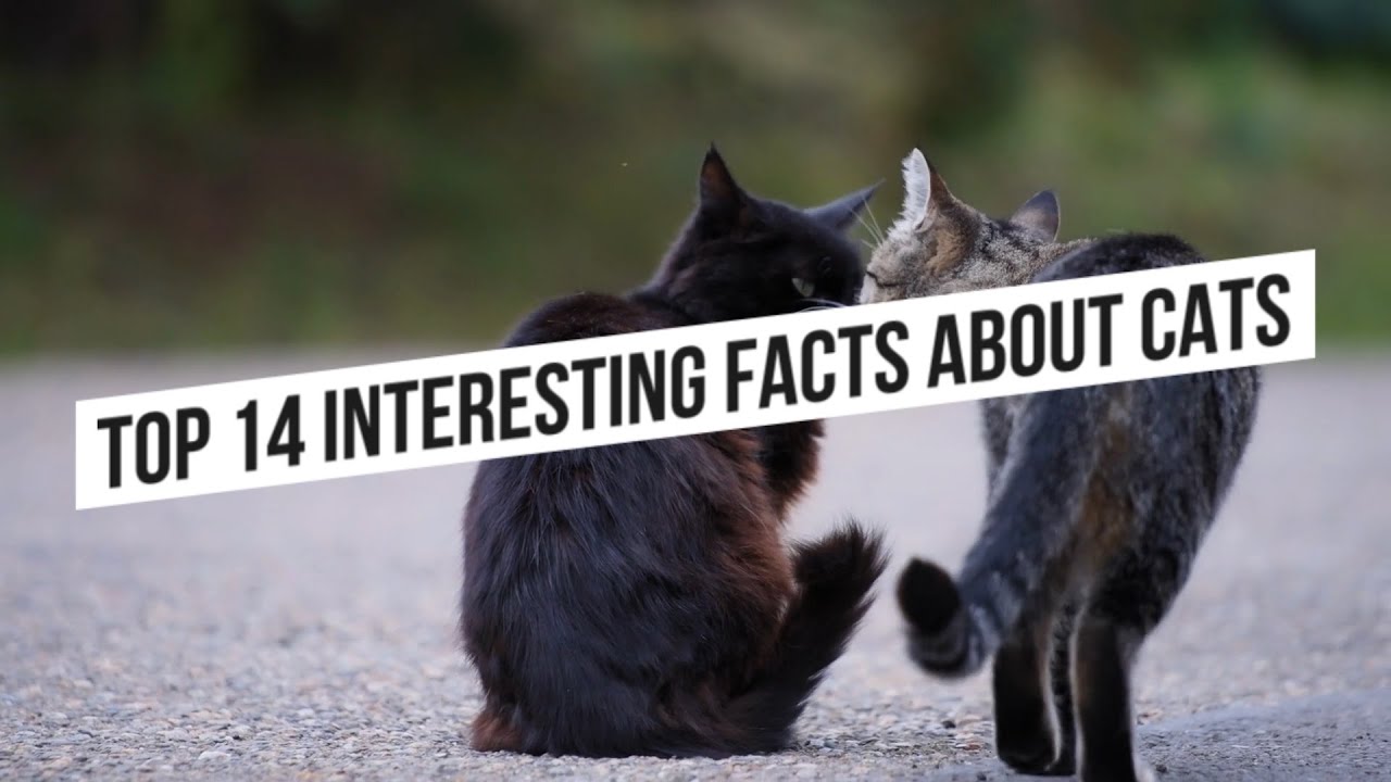 Top 14 Interesting Facts About Cats | Fact World - YouTube