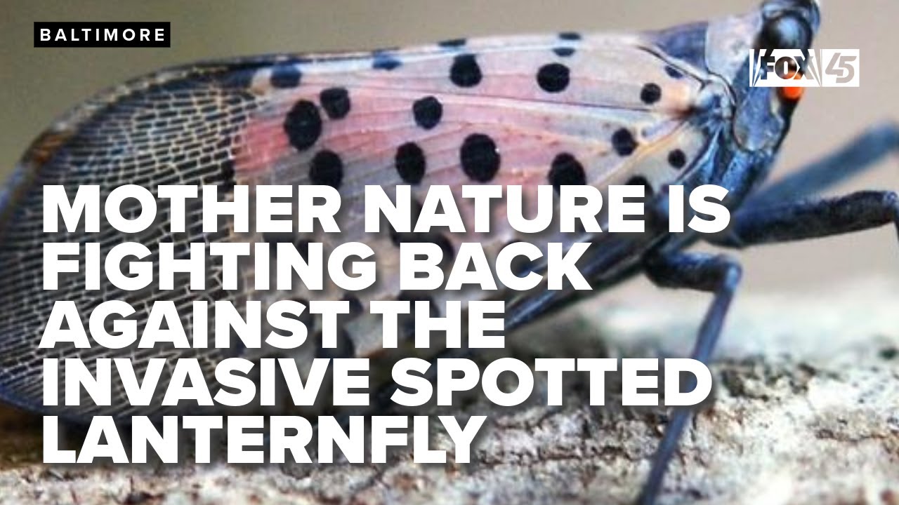 Mother Nature is fighting back against the invasive spotted lanternfly ...