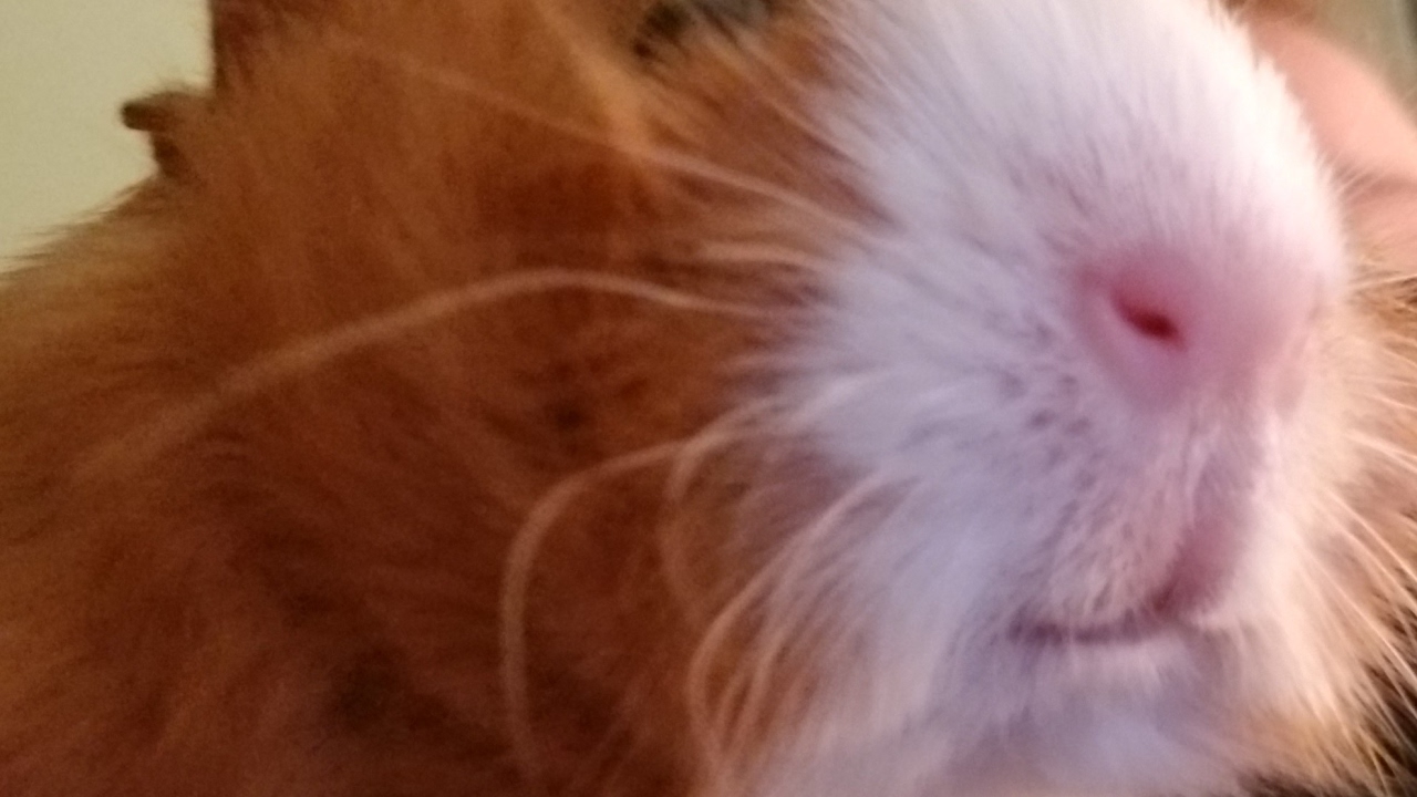 The Popcorn Pen Guinea Pig Webcam Live Stream - YouTube