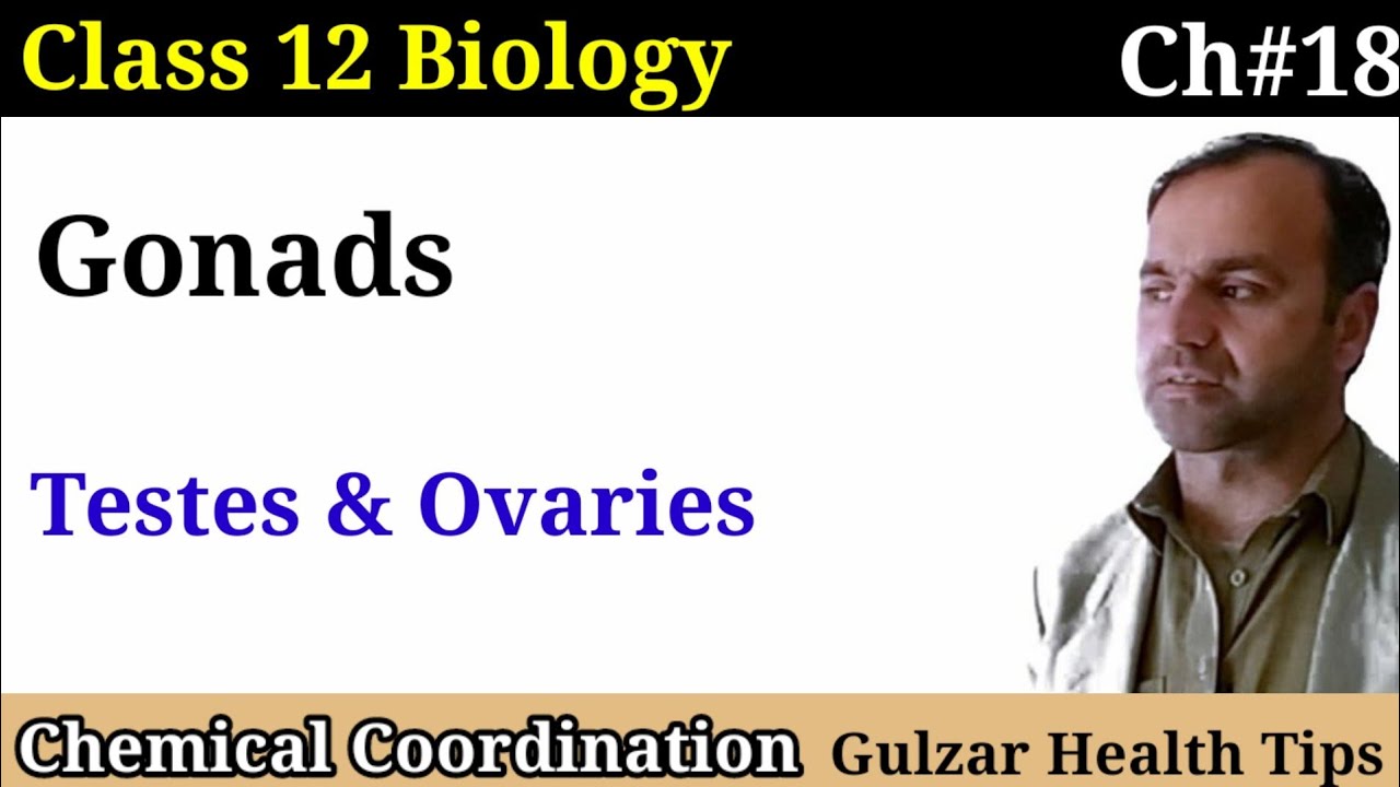 Gonads | Reproduction in human | testes and ovaries hormones | Class 12 ...