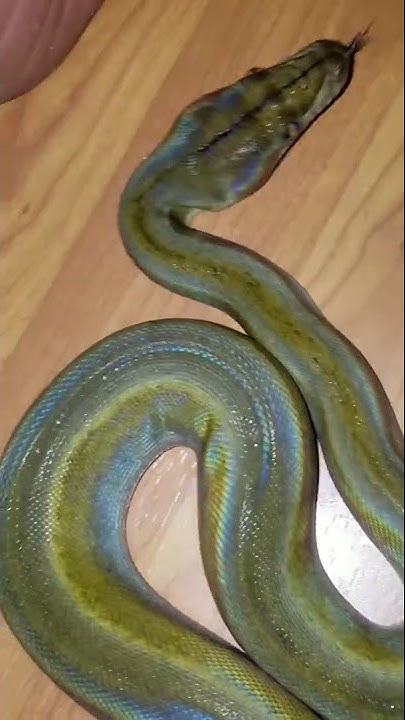 Sunfire titanium reticulated python - YouTube