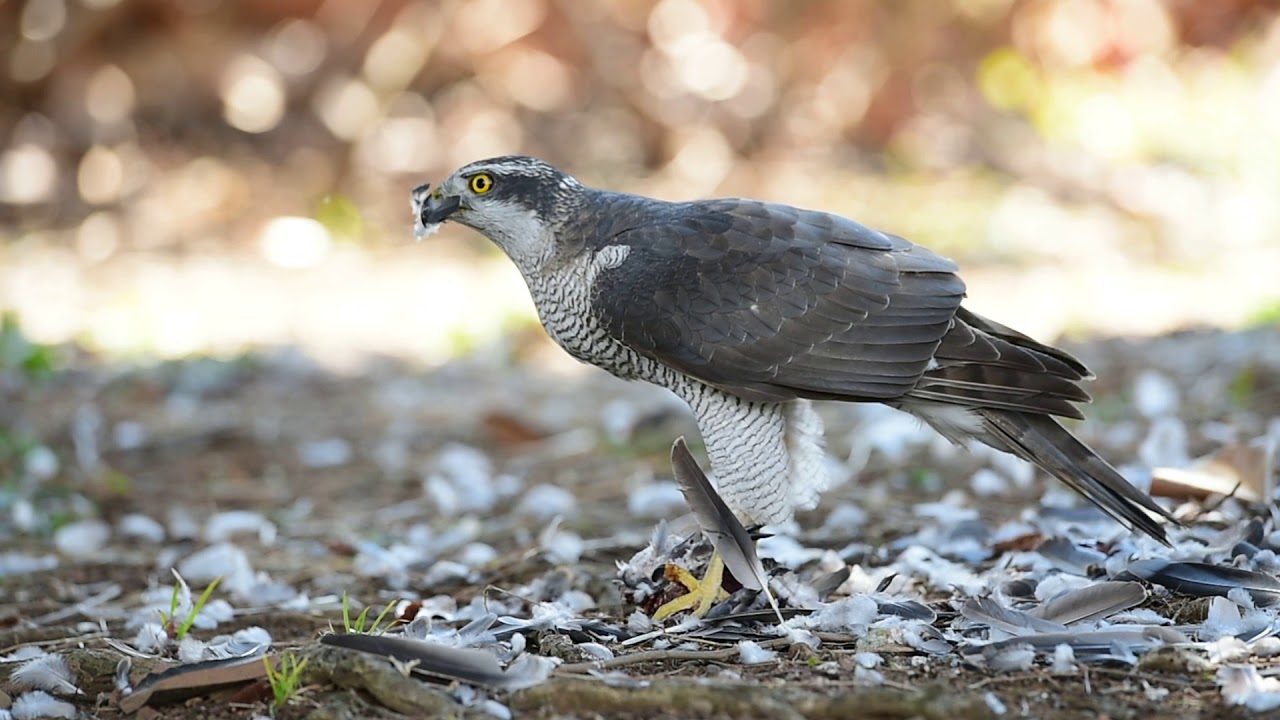 2017 オオタカ 捕食 Northern Goshawk - YouTube