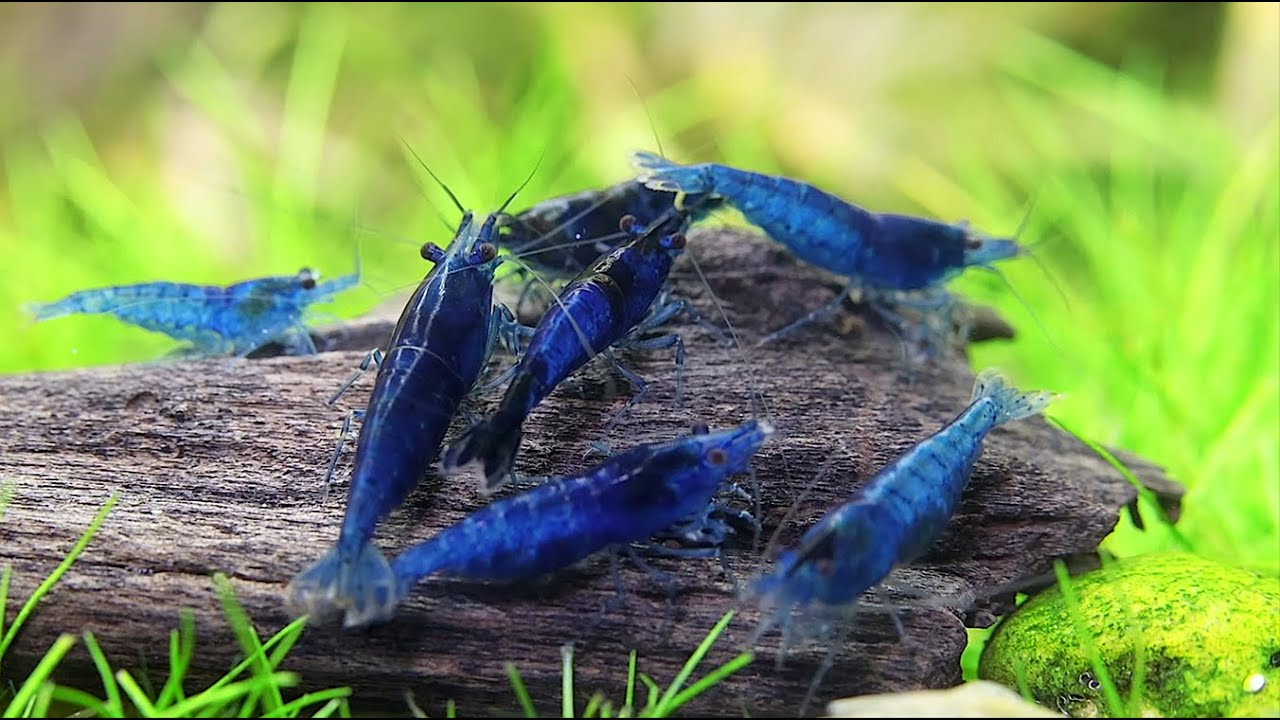 Blue Dream Garnele / Blue Velvet Garnele - Artenvorstellung by Chris ...