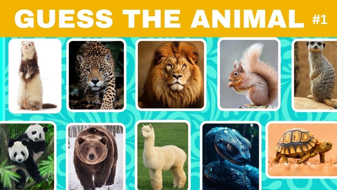 Guess the Animals in 5 Seconds | SMART IQ - YouTube