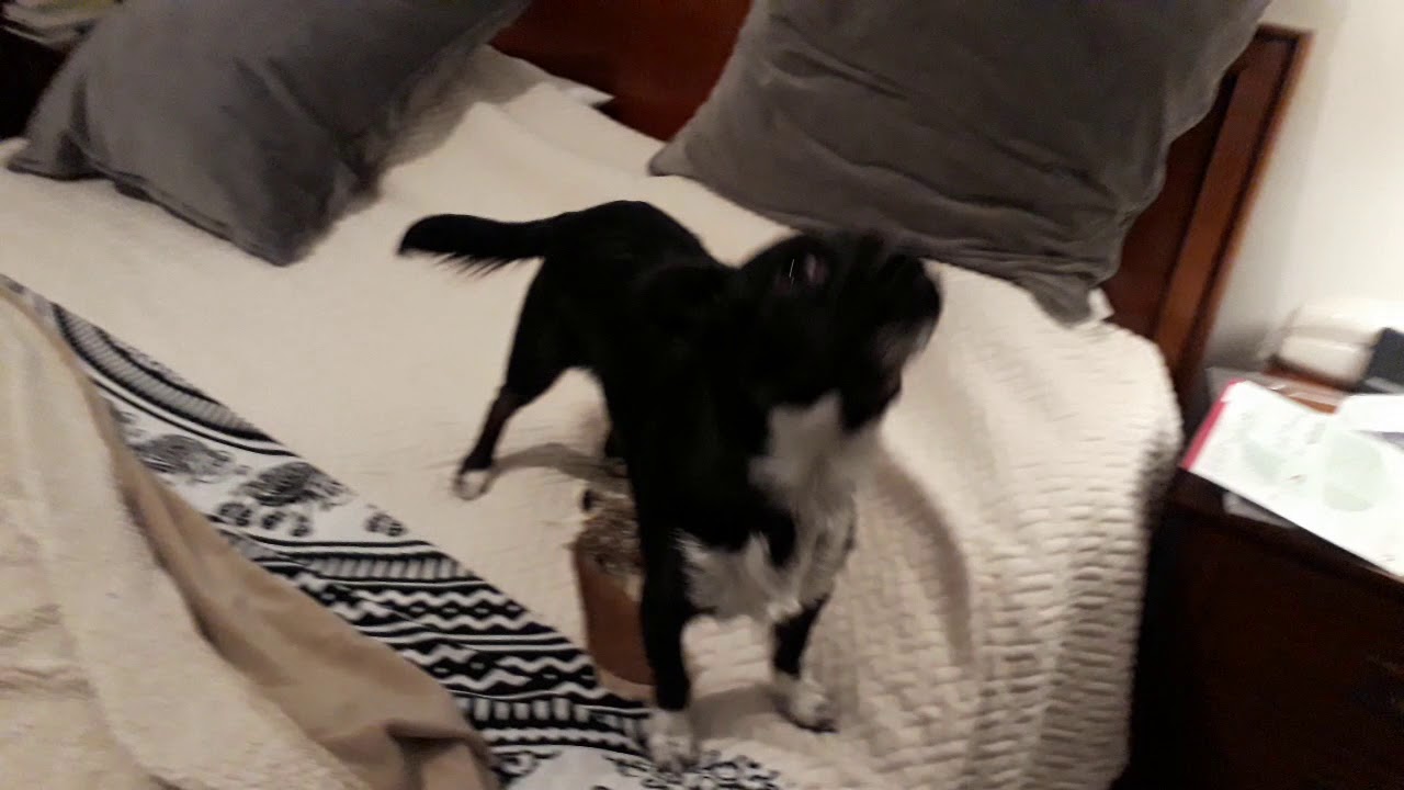 How to teach your dog to howl - YouTube