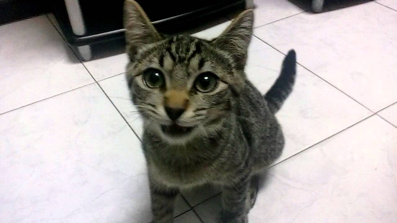 O riscas o meu gato - YouTube