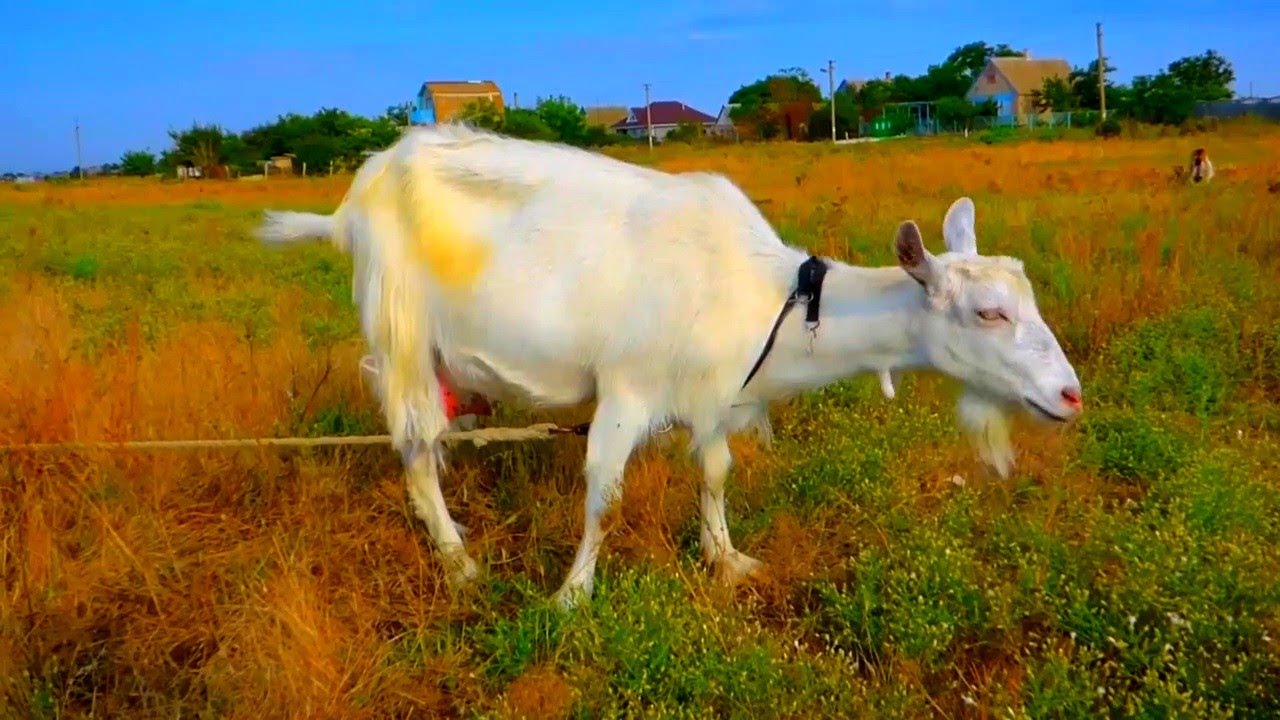 🐐 GOAT SCREAMING 8 Hours - Relaxing countryside farm sound effect sleep ...