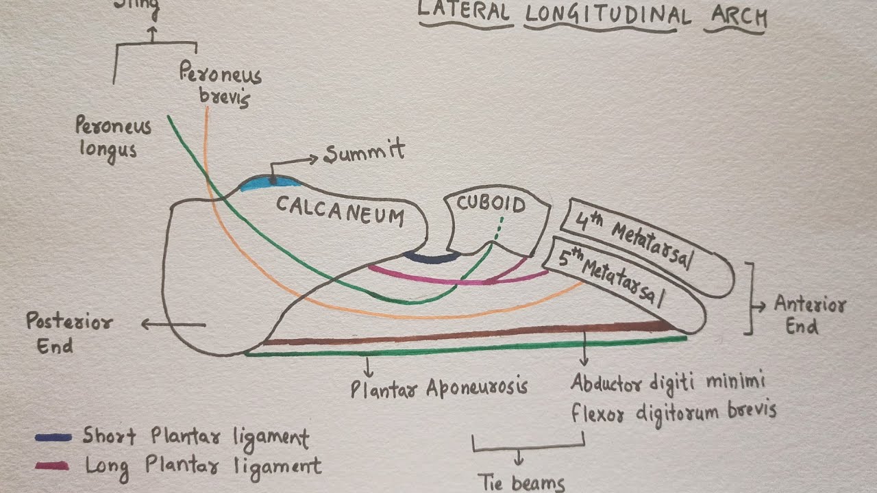 Lateral Longitudinal Arch - YouTube