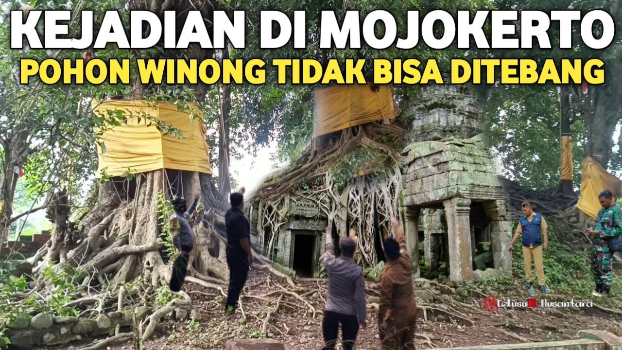 GEGER..!! POHON WINONG TIDAK BISA DITEBANG!! TUMBUH DI ATAS CANDI - YouTube