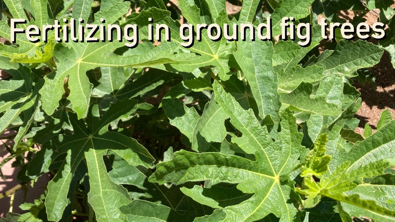 Fertilizing in ground fig trees - YouTube