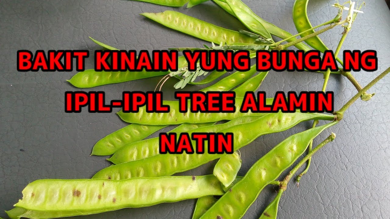 bunga Ng ipil-ipil tree gamot sa bulati Yung buto turo Ng Lola ko noong araw Kasi wala pa ...