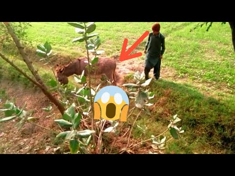 donkey mating Village Boy Donkey mating Super Murrah Donkey Meeting ...