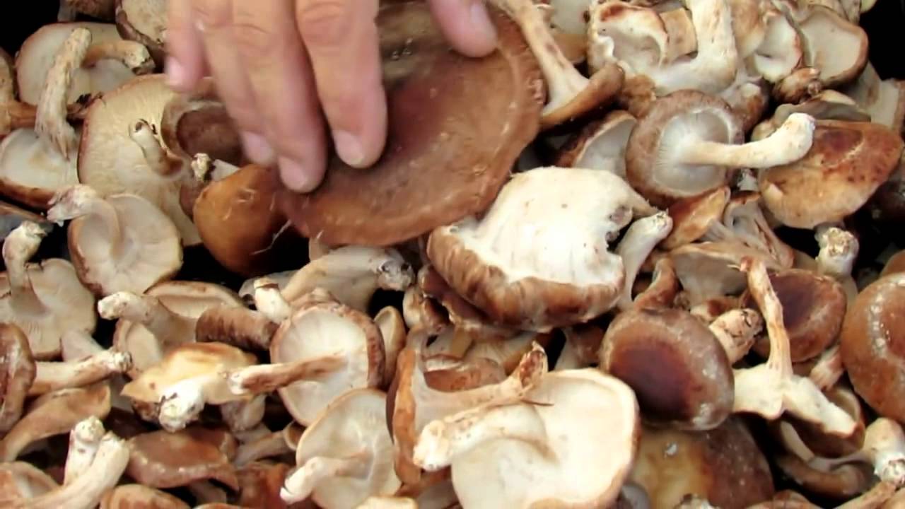 Kitchen Pride Mushrooms, Paul Pratt - YouTube