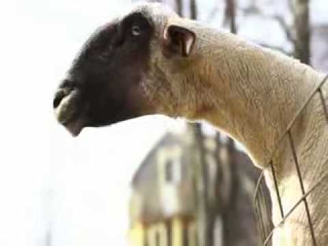 Sheep, screaming people - YouTube