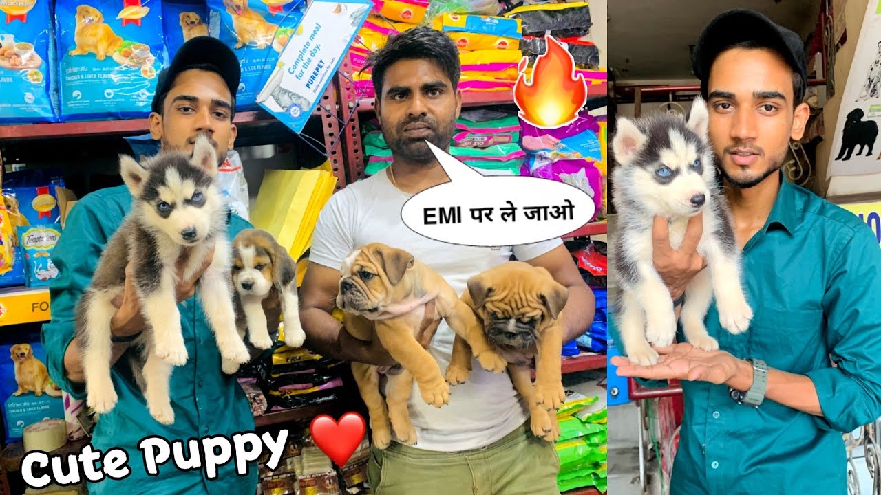 Cheapest Dogs Market In Delhi NCR English Bulldog Dog In Cheap cheapest-dogs-market-in-delhi-ncr-english-bulldog-dog-in-cheap