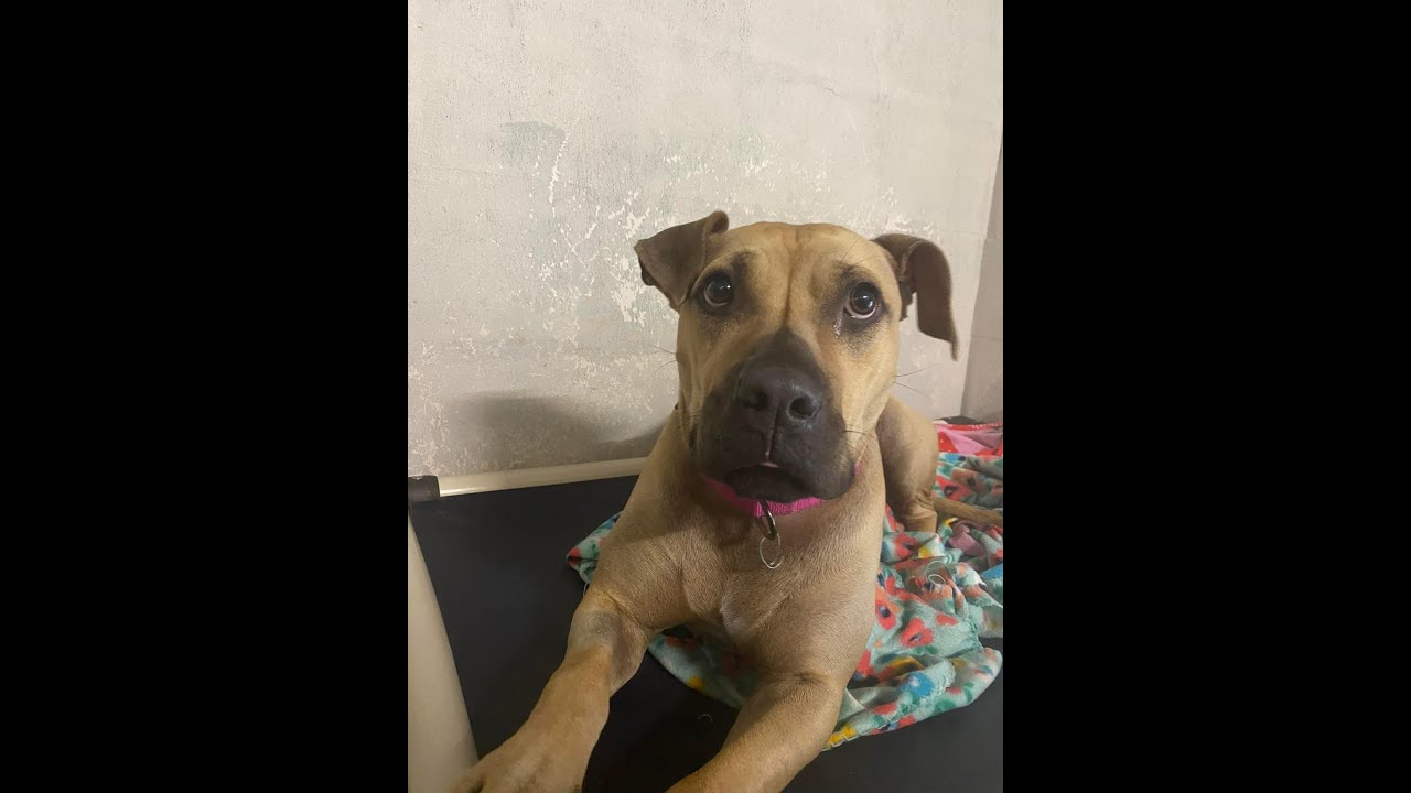 Foster adopt Skylar at Rescue Ridge 7 25 23 - YouTube