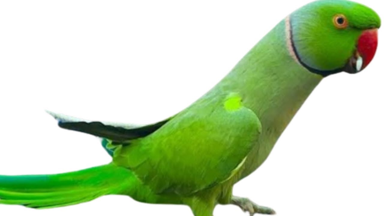 THIS PARROT TALKING IS ALWAYS SUPERB 👌 - YouTube