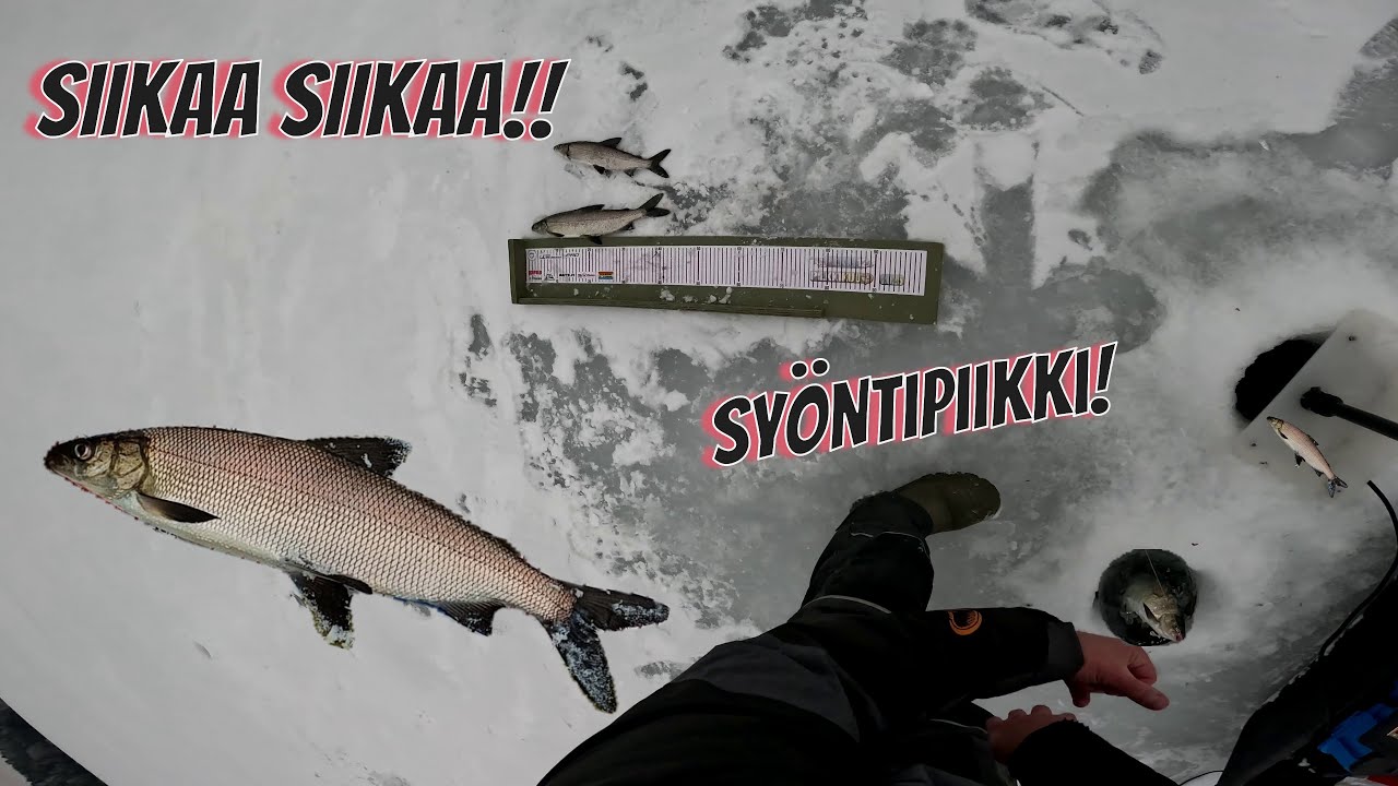 SIIKAA SIIKAA | #KALASSA54 - YouTube