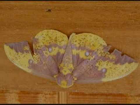 Jesus Moth Has Another Surprise! - YouTube