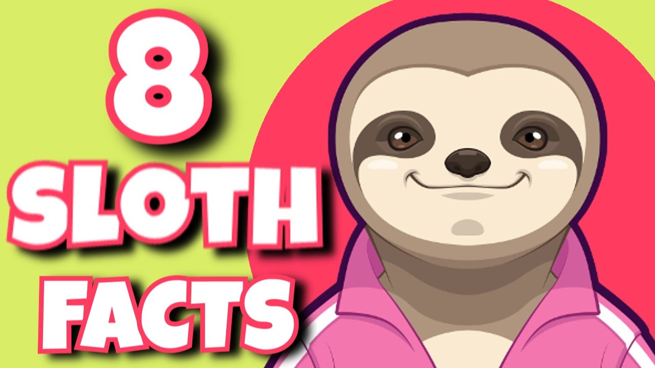 8 Sloth Facts you didn't know - YouTube
