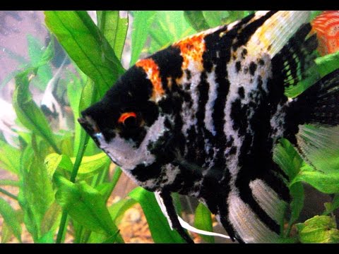 Peixe Acara Marmorato - YouTube