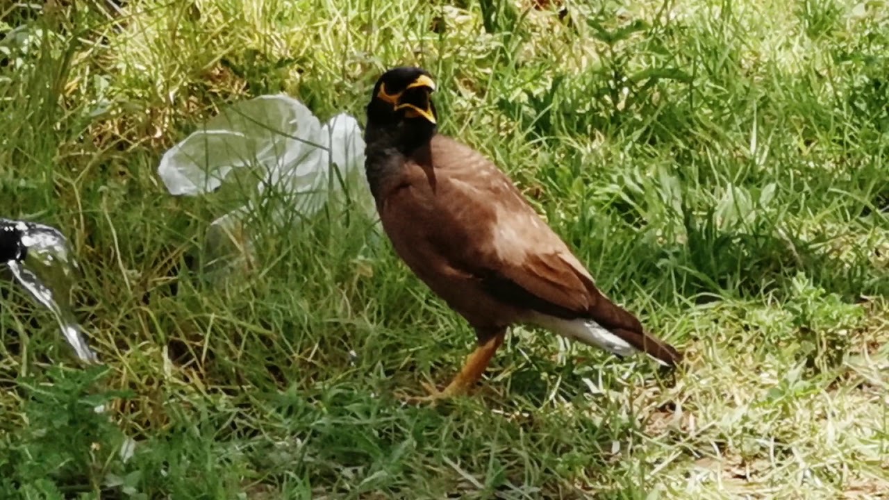 Maadatha or call of common myna - YouTube