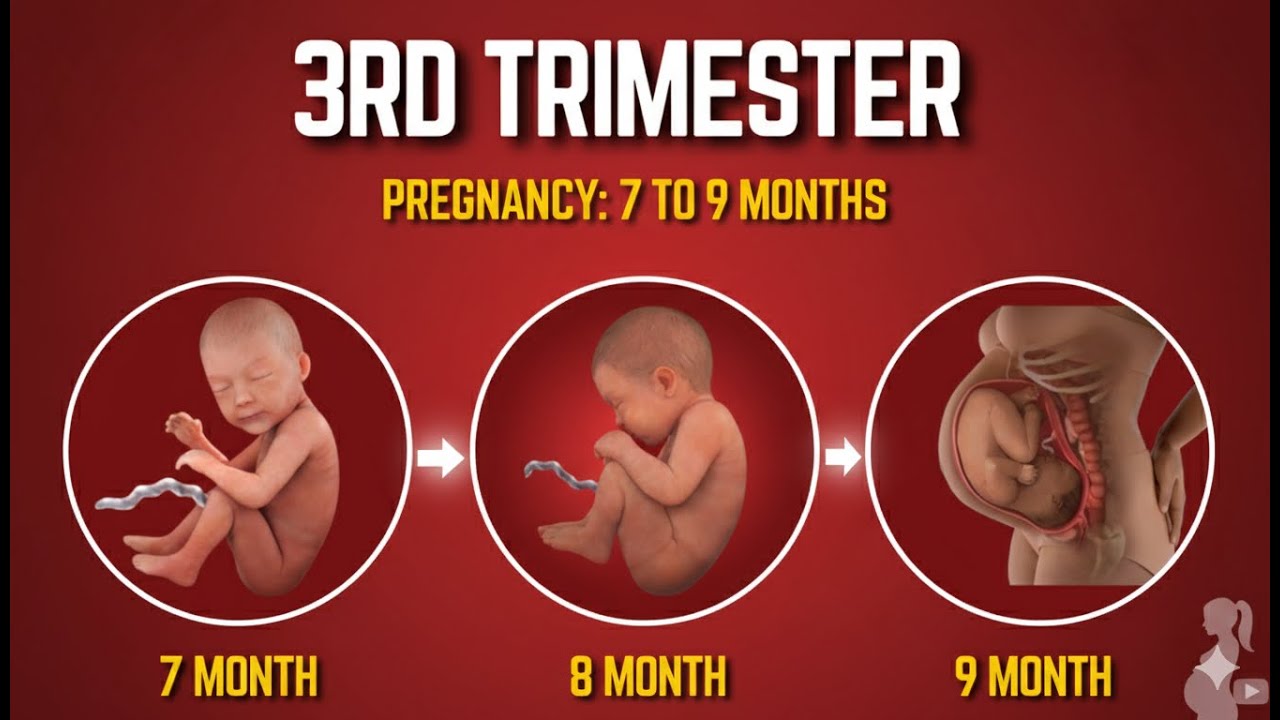 3rd trimester 7 8 9 months baby development - YouTube