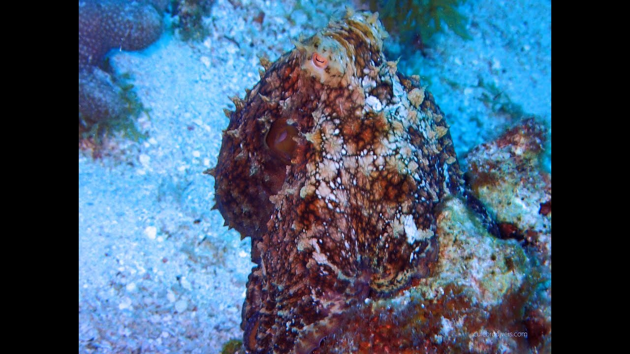 Octopus Going for a Walk - Scuba Diving in Culebra, Puerto Rico with ...