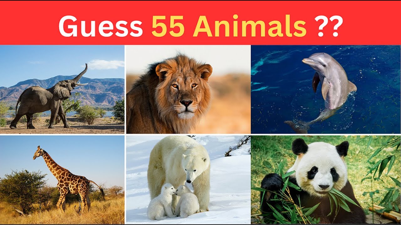 Guess 55 Animals in 5 Seconds (Animal Quiz) - YouTube