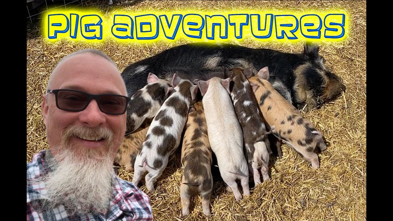 Our 3 new KuneKune Pigs come home to Outnumbered Acres the Little Biggs ...
