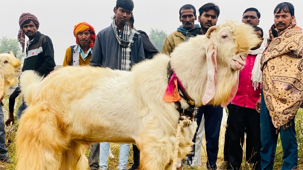 Panchnada Mela 2023 Hansa bakro Ka lagne vala sabse Bada Mela part 2 ...
