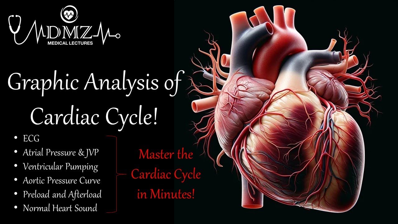 Cardiac Cycle Graphic Analysis: Atrial, Ventricular & Aortic Pressures ...