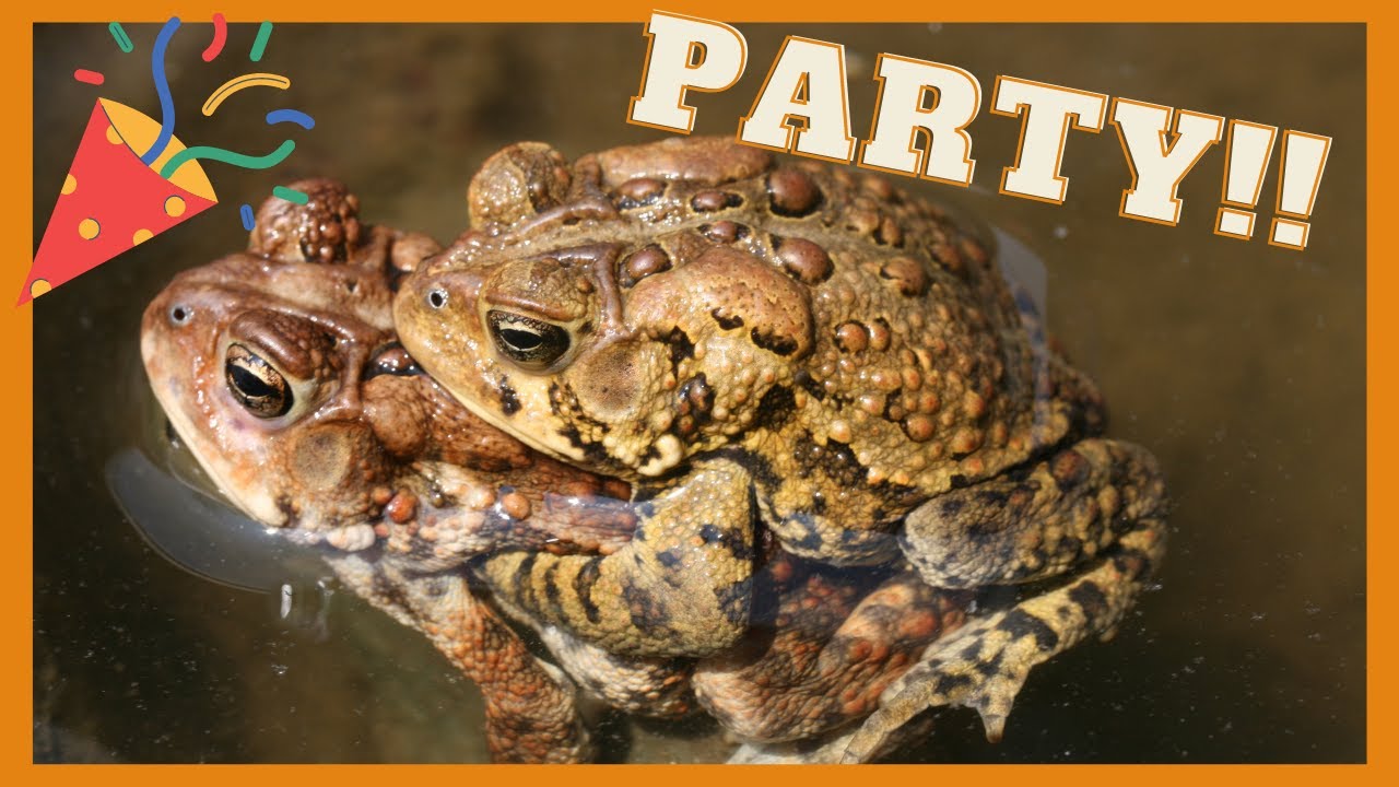 Reproduction de crapauds...en ville! (et cycle vital) - YouTube