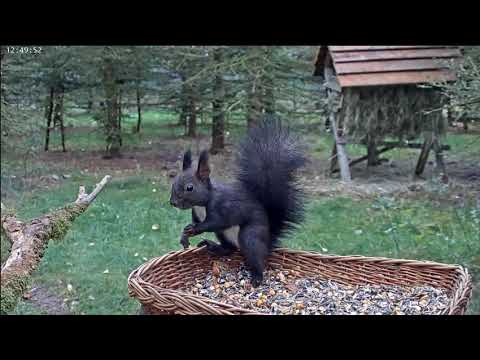 ~ Záchranná stanice živočichů Makov - Krmítko (Bird feeder) ~ 10/10 ...