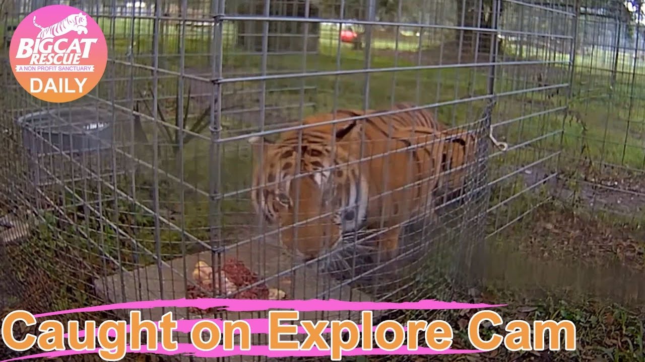 Kimba tiger finishing his breakfast. Kimba tiger at Big Cat Rescue ...