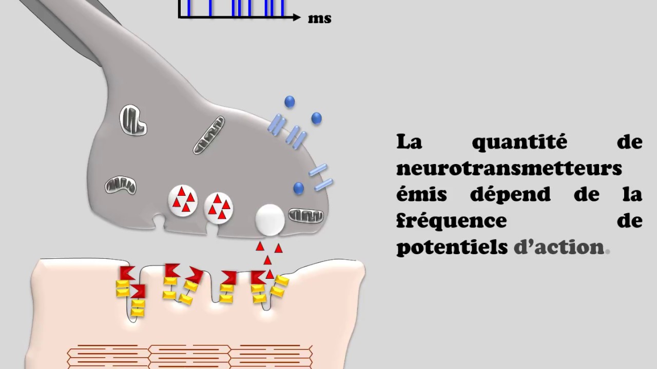 Le message nerveux - YouTube