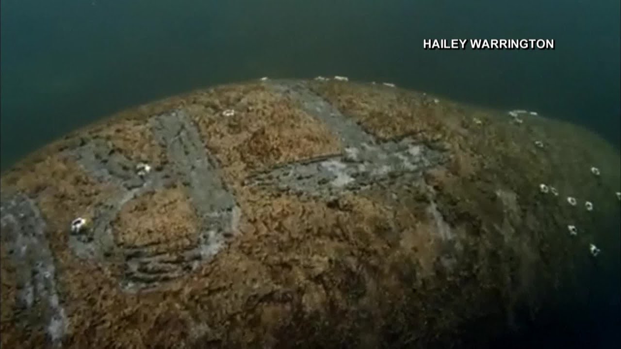 NA59M MANATEE WITH TRUMP NAME ON BACK - NBC - YouTube