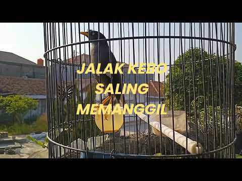 Jalak kebo Saling Memanggil