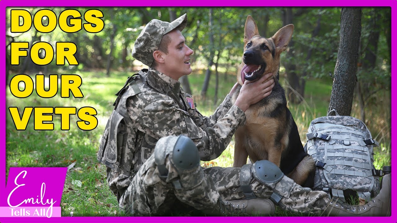 How dogs can help to save our Veterans | Emily Tells All Talk Show ...